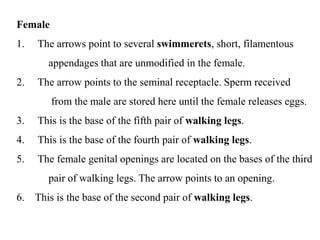 Crayfish dissection diagrams | PPTX