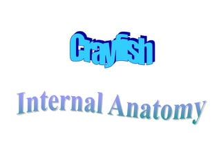 Crayfish dissection diagrams | PPTX