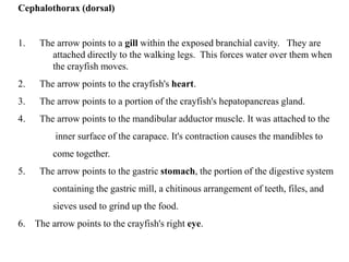 Crayfish dissection diagrams | PPTX | Fish and Aquariums | Pets