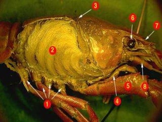 Crayfish dissection diagrams | PPTX