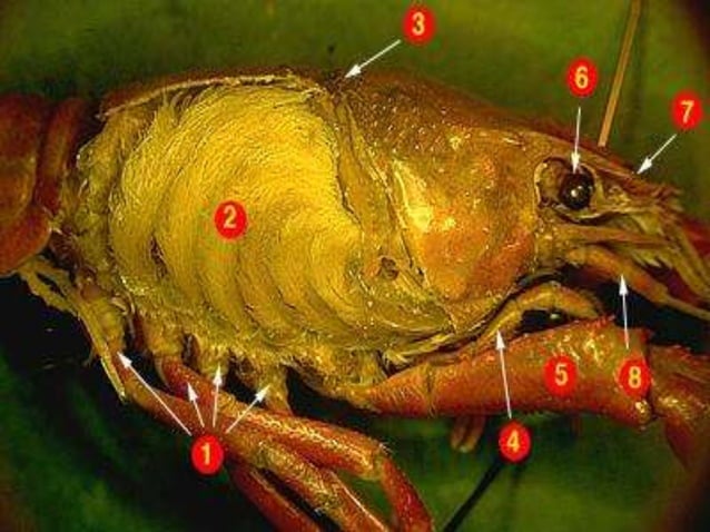 Crayfish dissection diagrams | PPTX | Fish and Aquariums | Pets