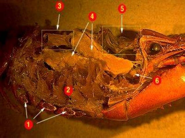 Crayfish dissection diagrams | PPTX | Fish and Aquariums | Pets