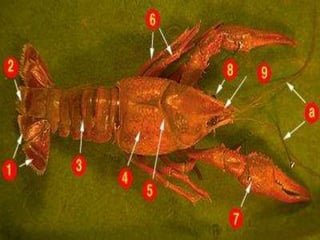 Crayfish dissection diagrams | PPTX