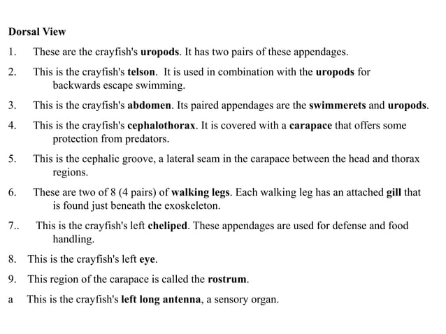 Crayfish dissection diagrams | PPTX | Fish and Aquariums | Pets