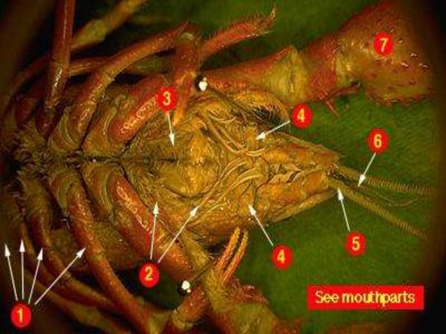 Crayfish dissection diagrams | PPTX | Fish and Aquariums | Pets
