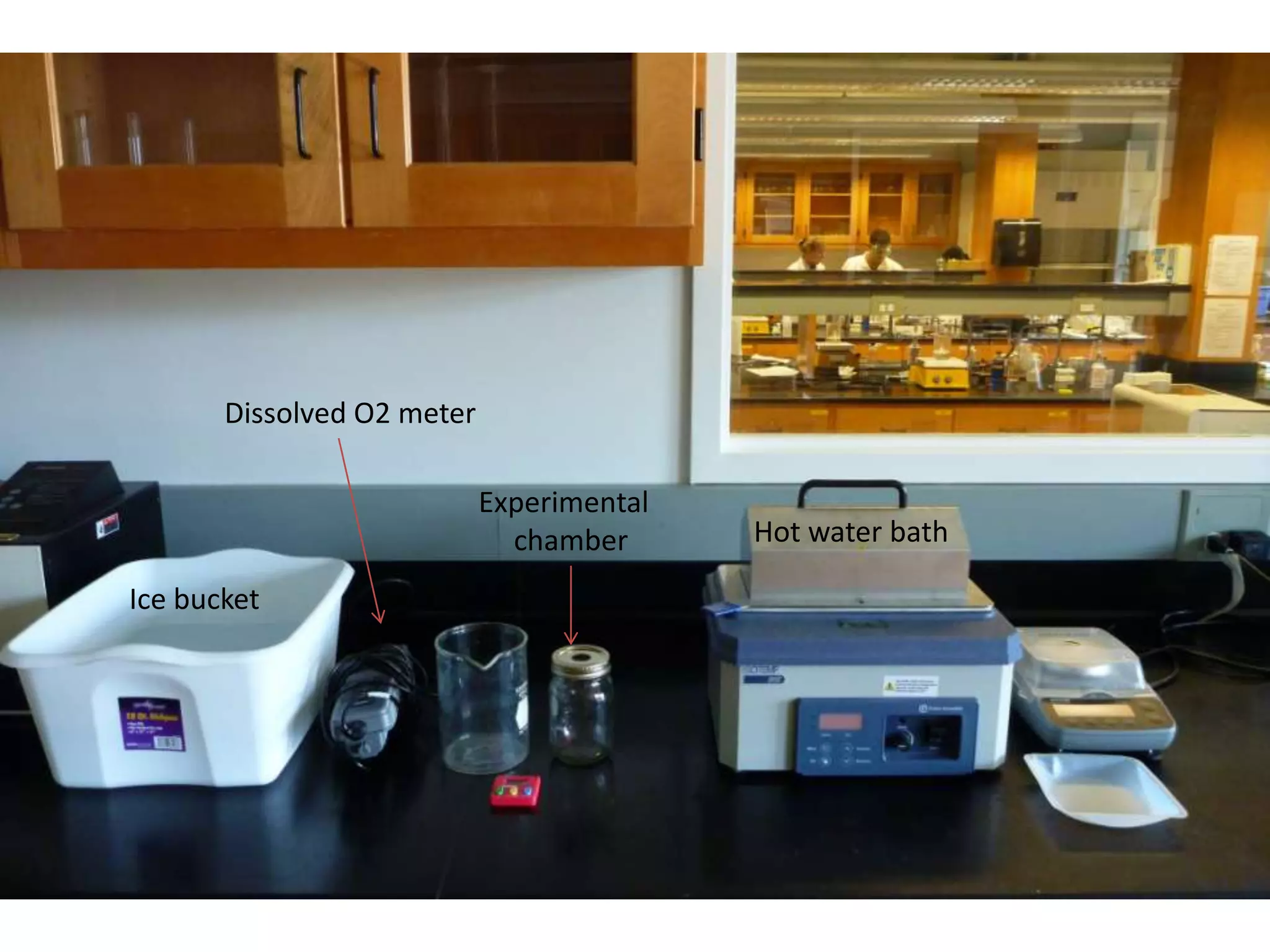 Crayfish lab set up | PPTX