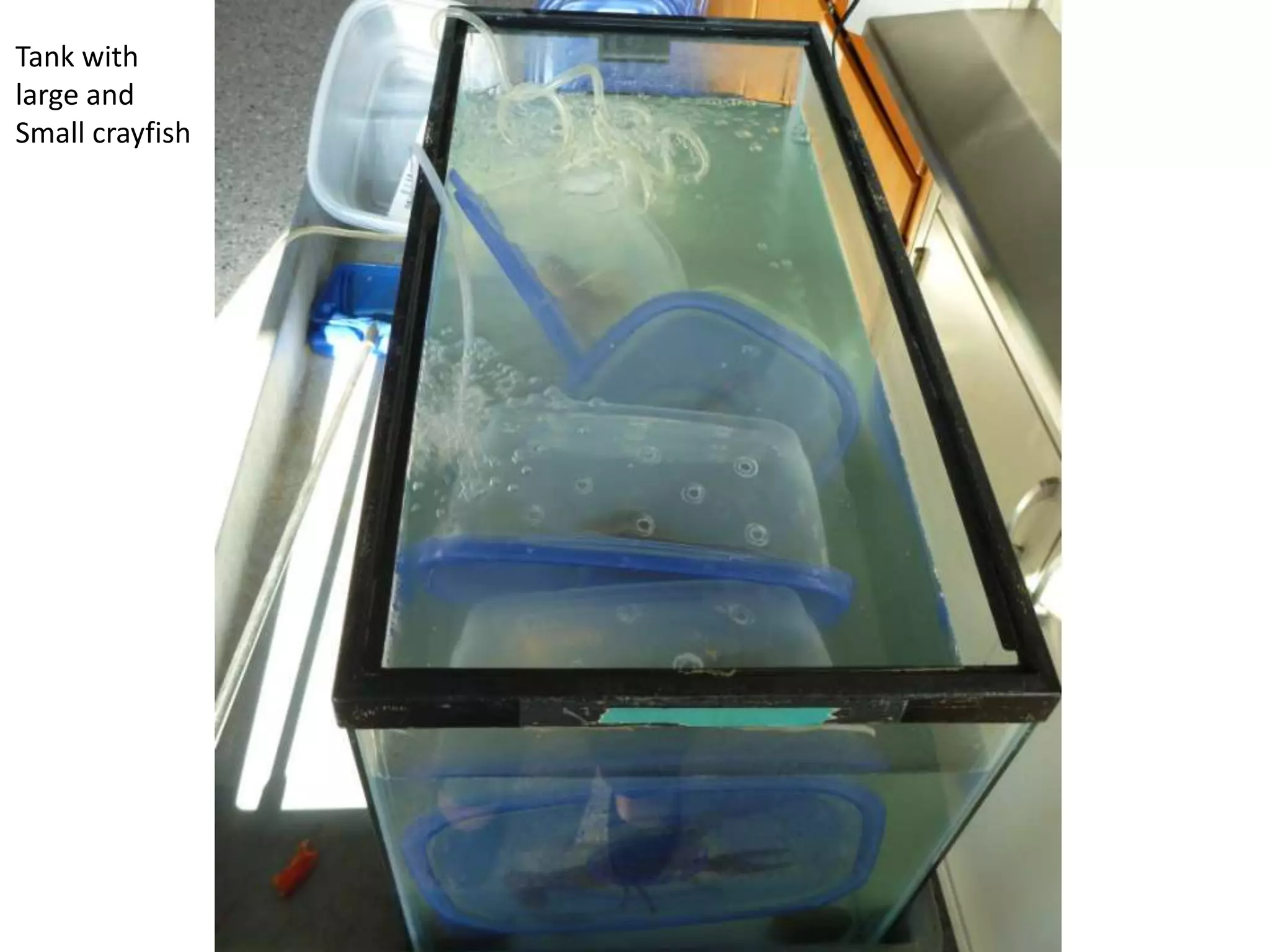 Crayfish lab set up | PPTX