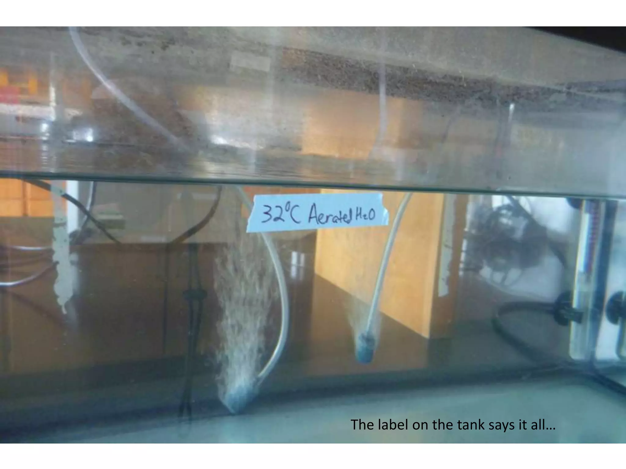 Crayfish lab set up | PPTX