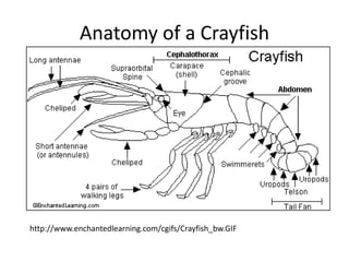 Crayfish lab set up | PPTX