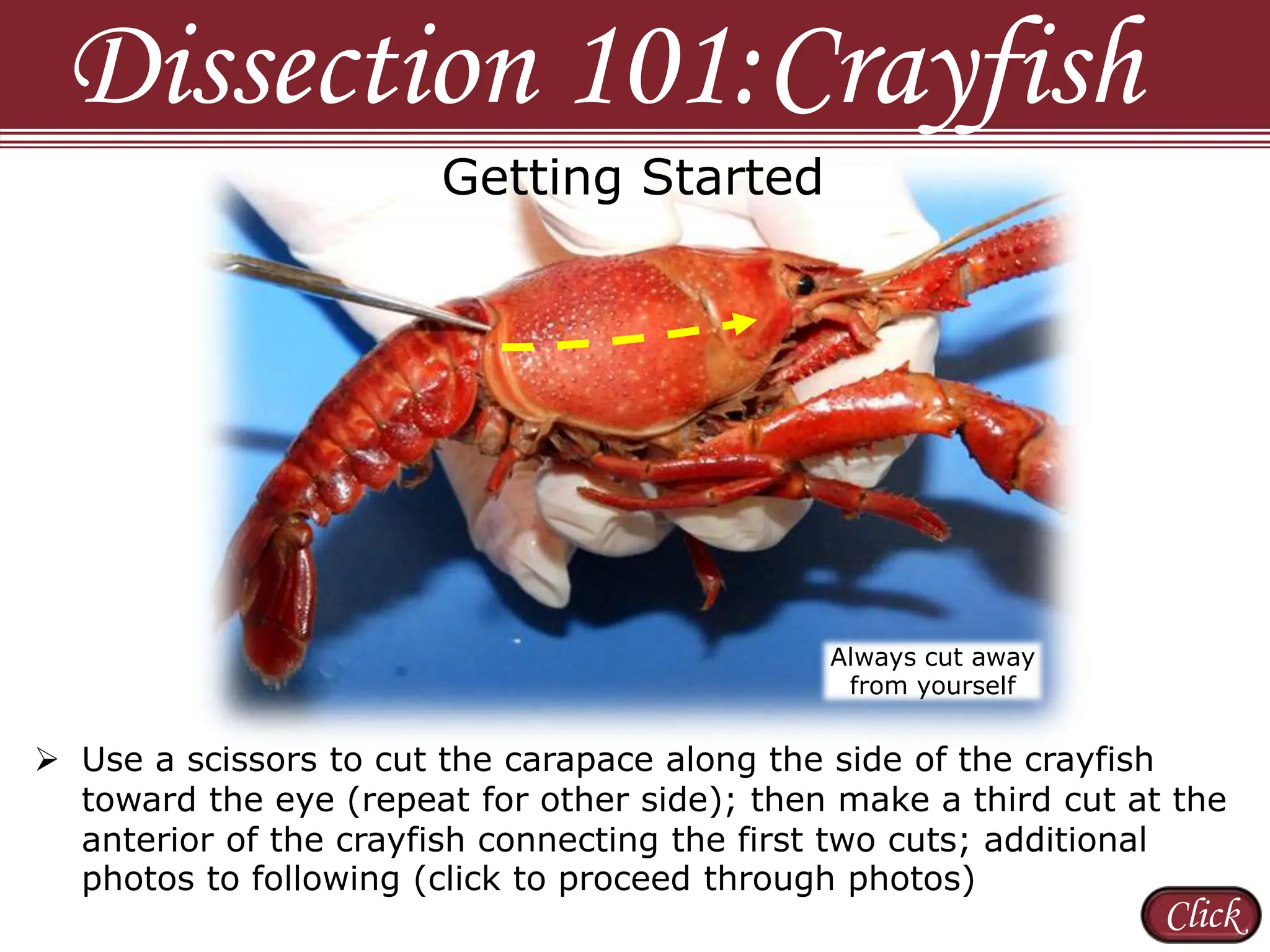 Crayfish Dissection Powerpoint Presentation | PPTX