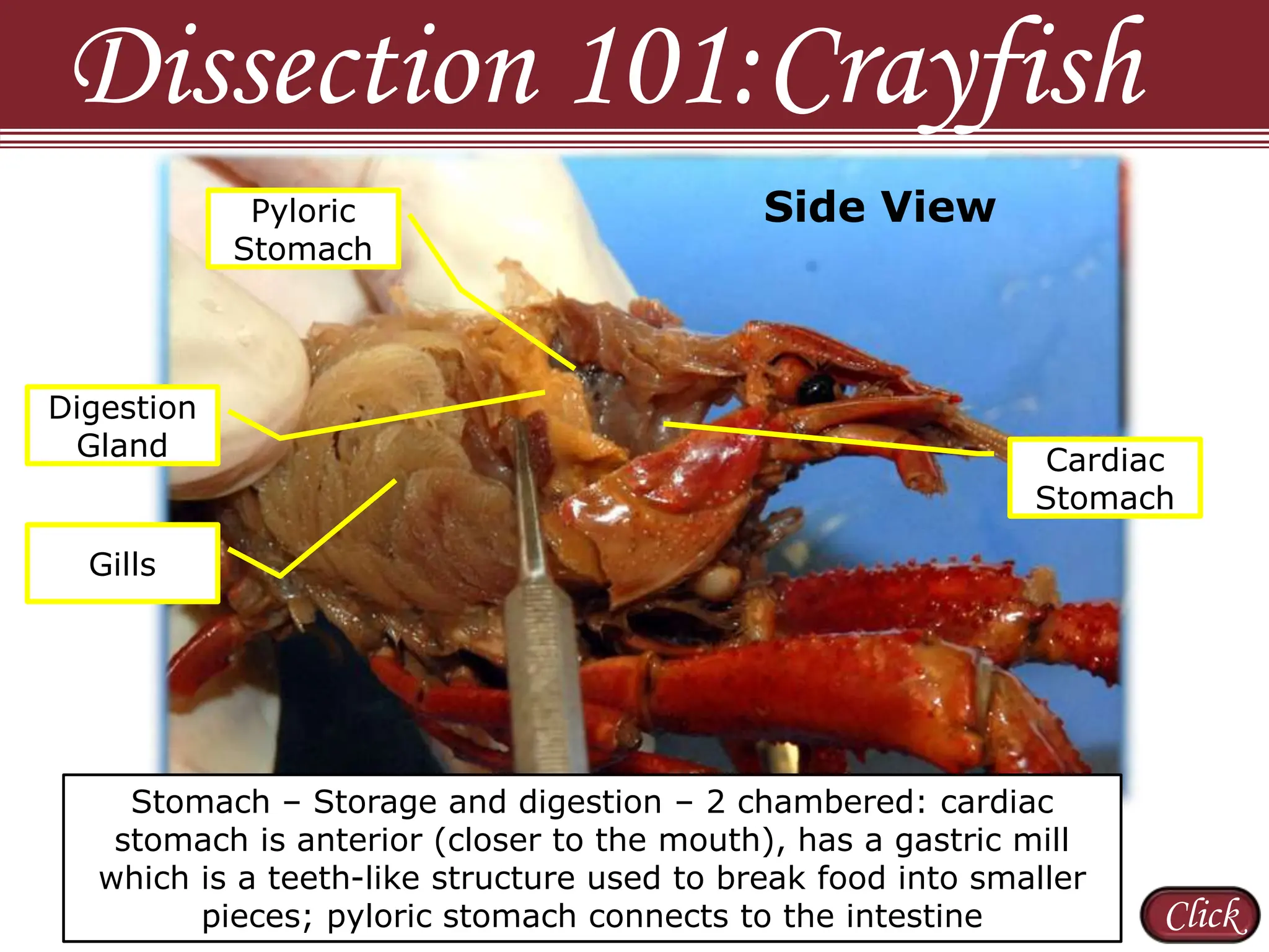 Crayfish Dissection Powerpoint Presentation | PPTX