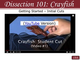 Crayfish Dissection Powerpoint Presentation | PPTX