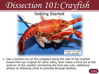 Crayfish Dissection Powerpoint Presentation | PPTX
