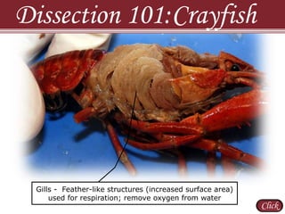 Crayfish Dissection Powerpoint Presentation | PPTX