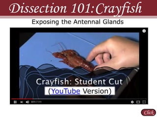 Crayfish Dissection Powerpoint Presentation | PPTX
