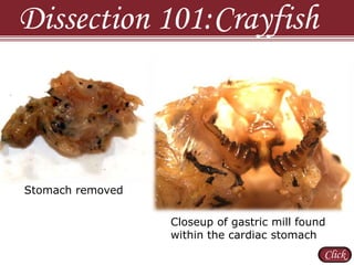 Crayfish Dissection Powerpoint Presentation | PPTX