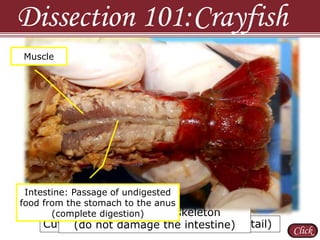 Crayfish Dissection Powerpoint Presentation | PPTX