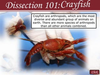 Crayfish Dissection Powerpoint Presentation | PPTX