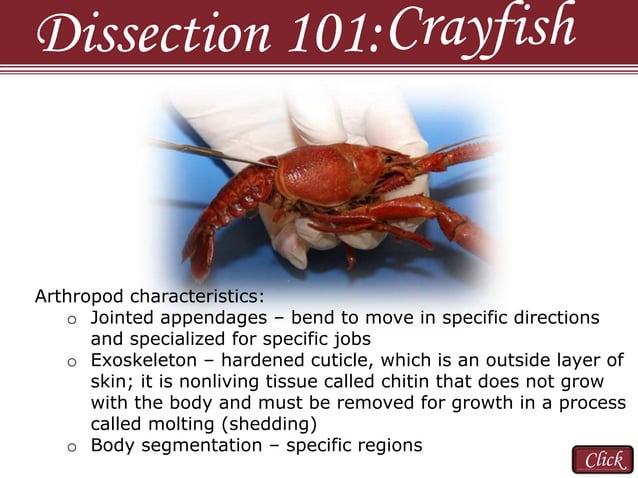 Crayfish Dissection Powerpoint Presentation | PPTX