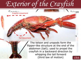 Crayfish Dissection Powerpoint Presentation | PPTX