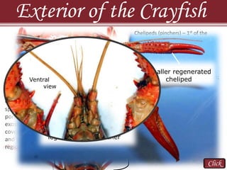 Crayfish Dissection Powerpoint Presentation | PPTX