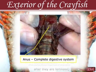 Crayfish Dissection Powerpoint Presentation | PPTX
