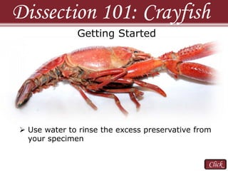 Crayfish Dissection Powerpoint Presentation | PPTX