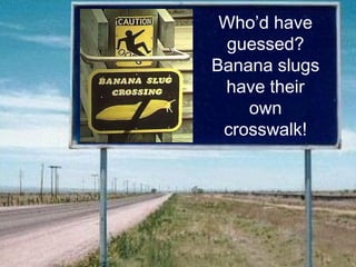 Crazy road signs | PPT