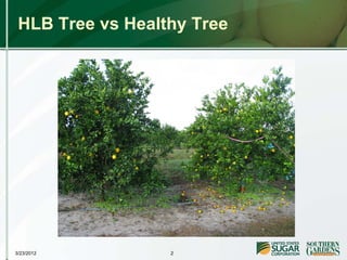 Citrus Greening Disease | PDF