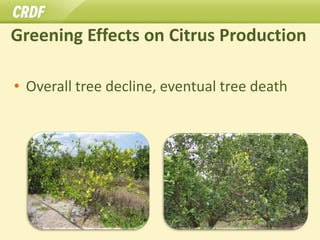 Citrus Greening Disease | PDF