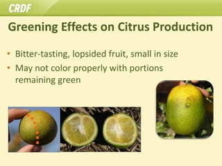 Citrus Greening Disease | PDF