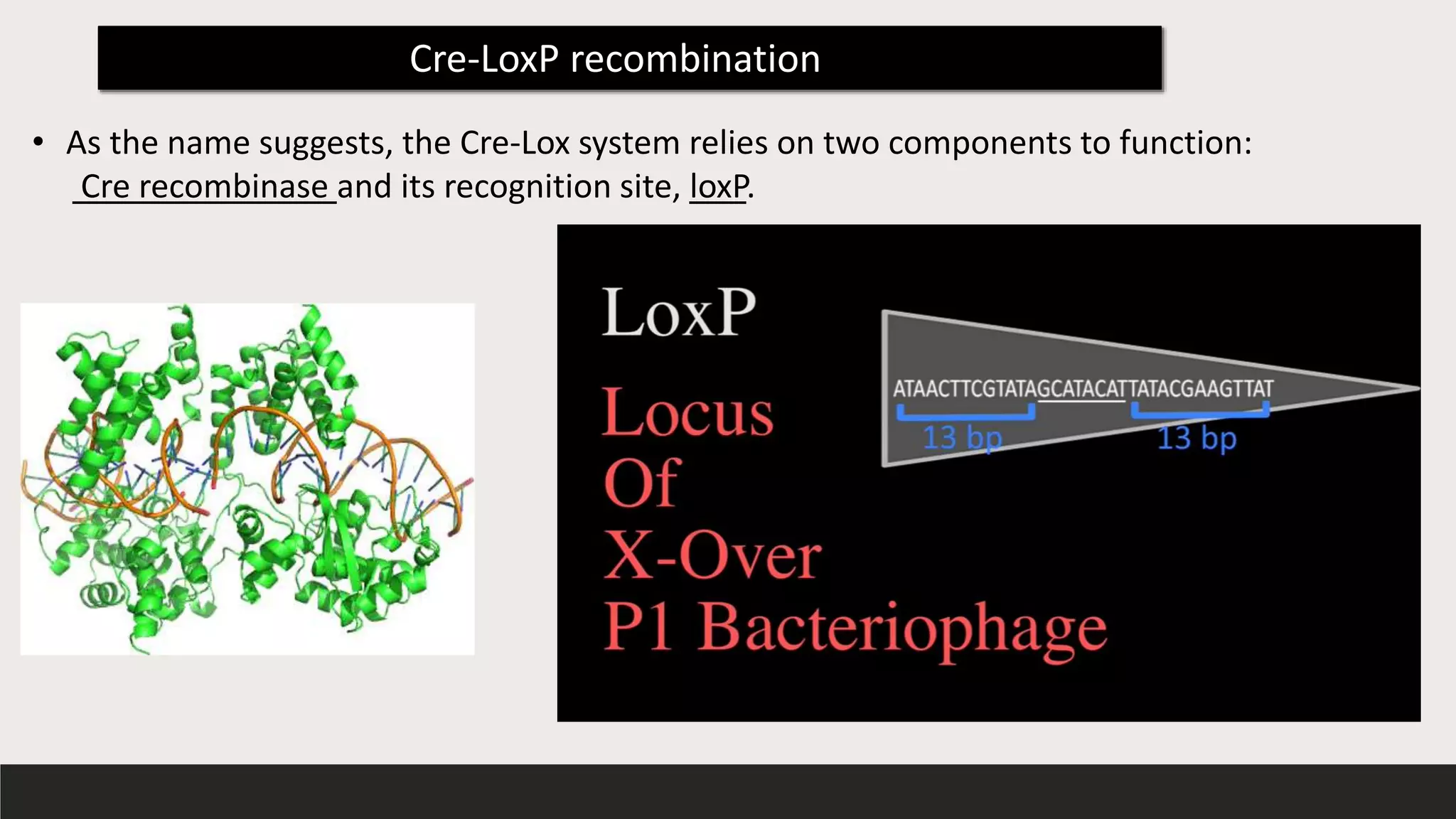 Cre- lox recombination | PPTX