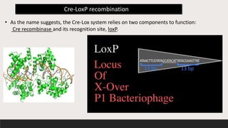 Cre- lox recombination | PPTX | Genetics | Science