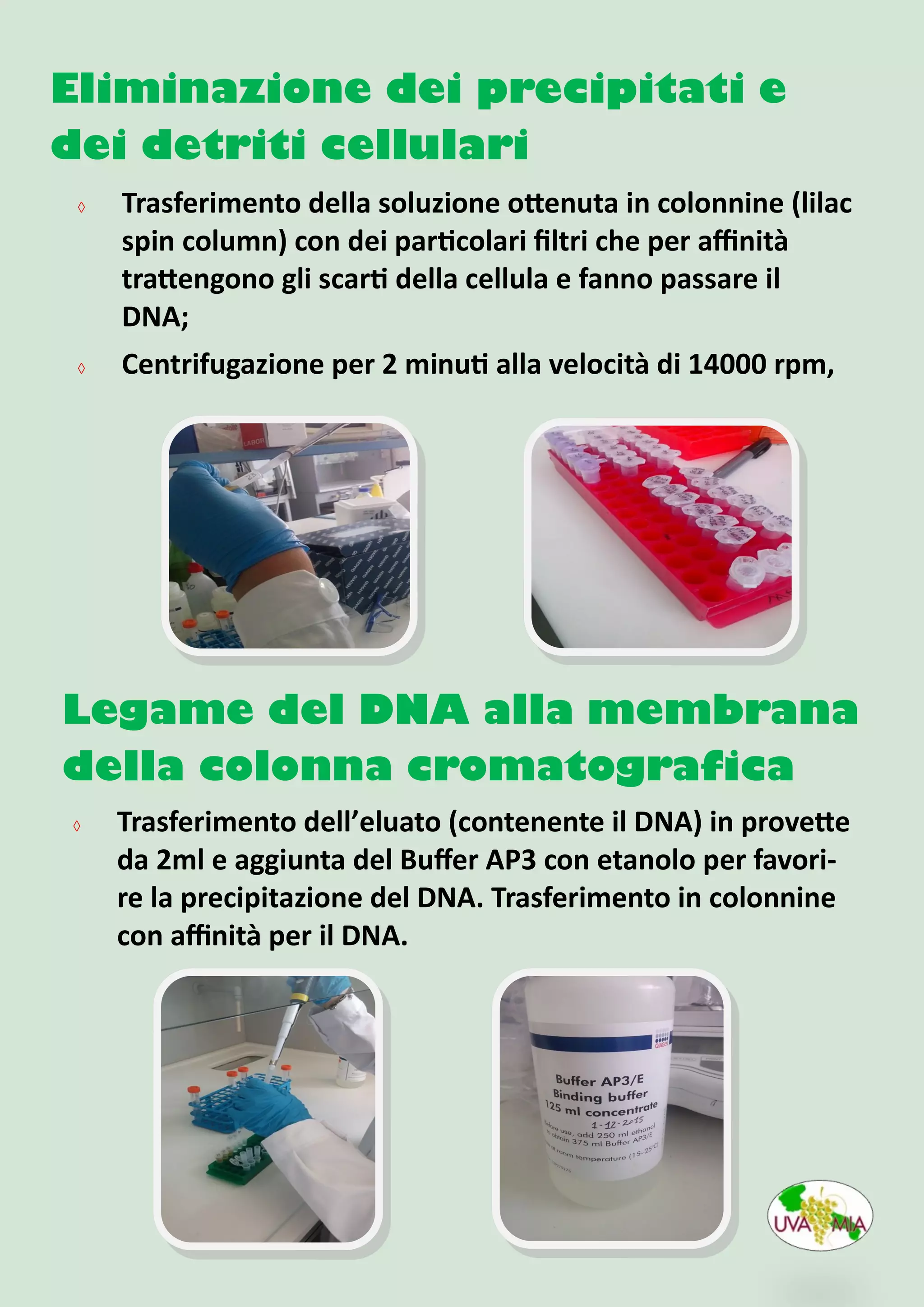 Crea estrazione del dna da matrice vegetale longo - de pascale | PDF