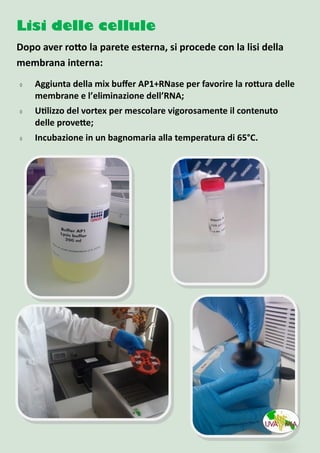 Crea estrazione del dna da matrice vegetale longo - de pascale | PDF