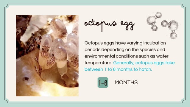 Pregnancy in animals and classification. | PPT