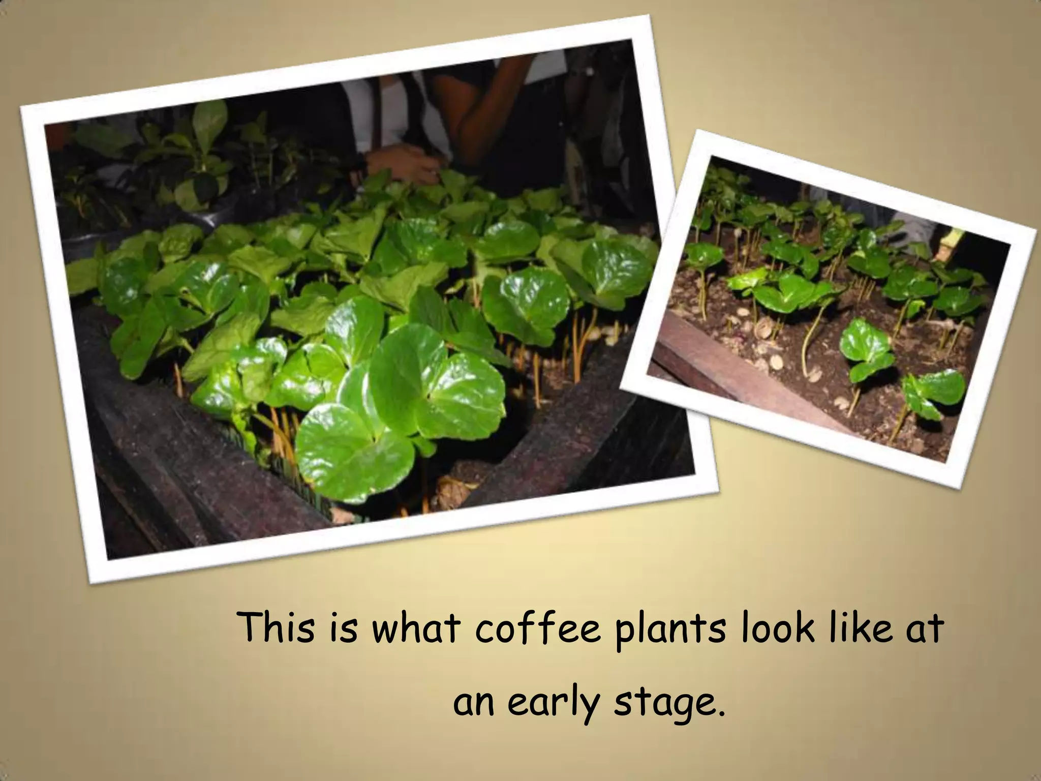 The Coffee Process | PPTX