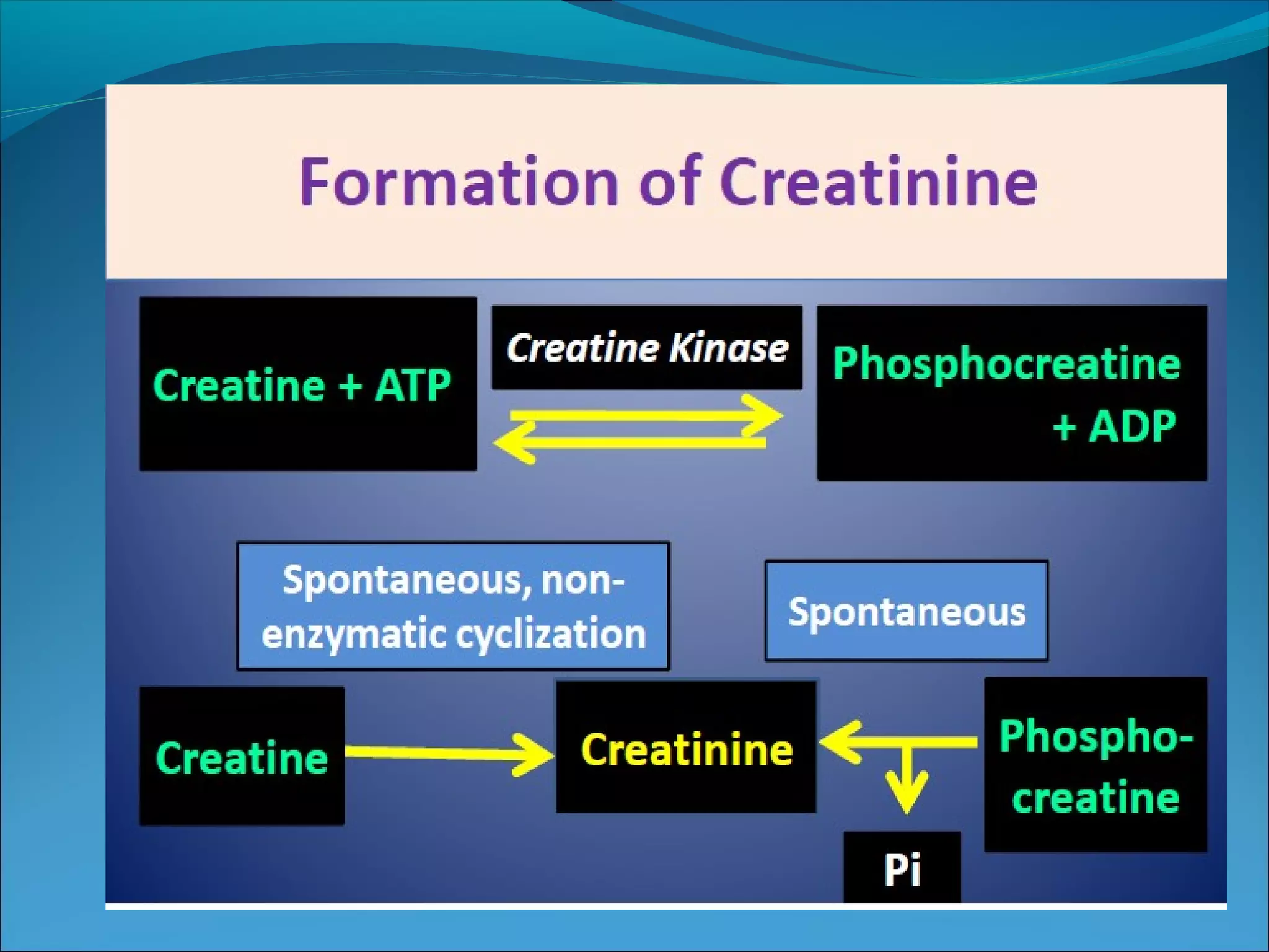 Creatine metabolism | PPT