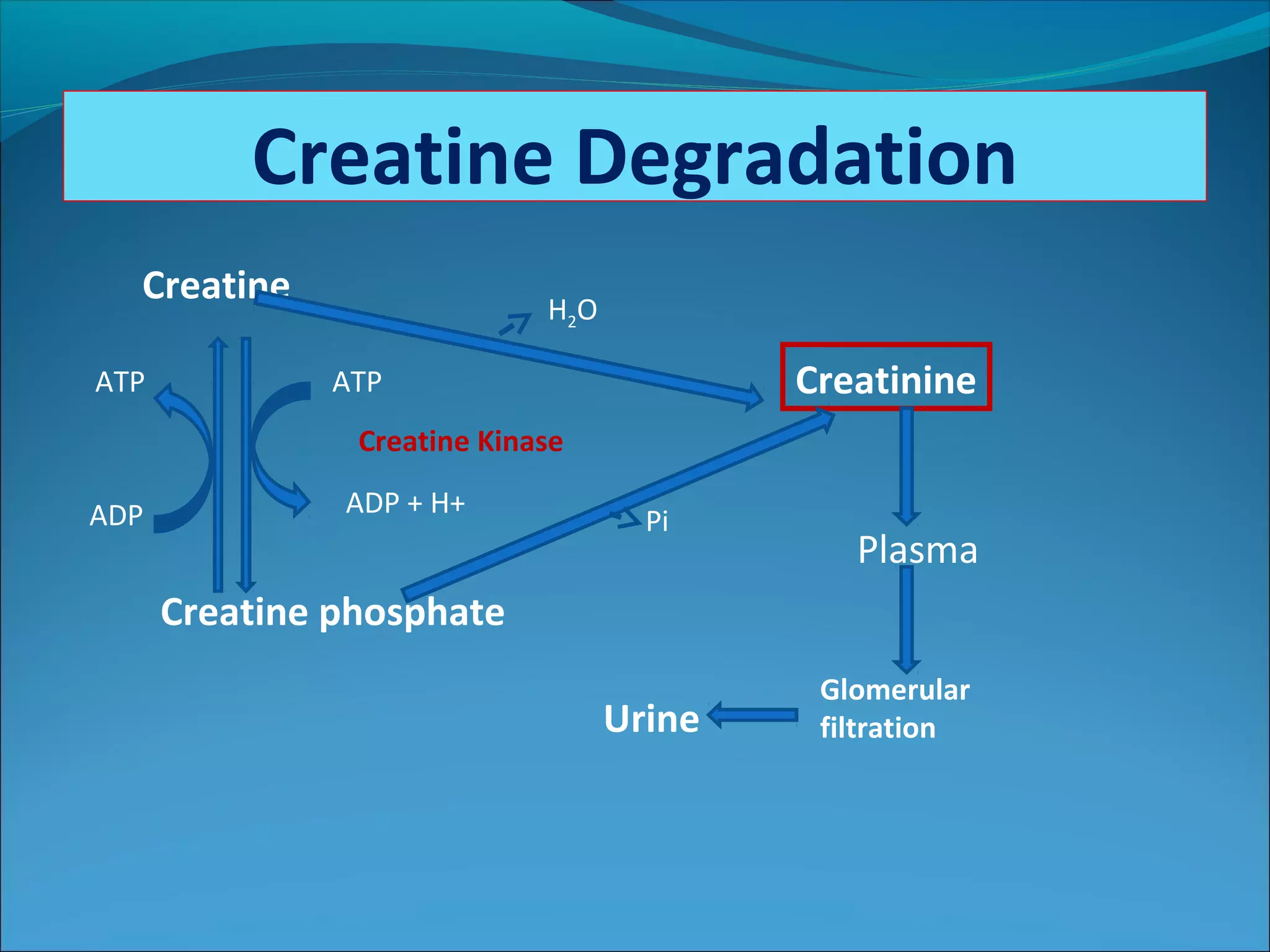 Creatine metabolism | PPT