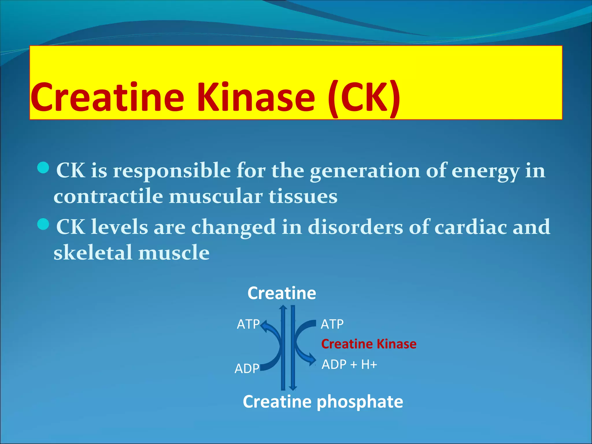 Creatine metabolism | PPT