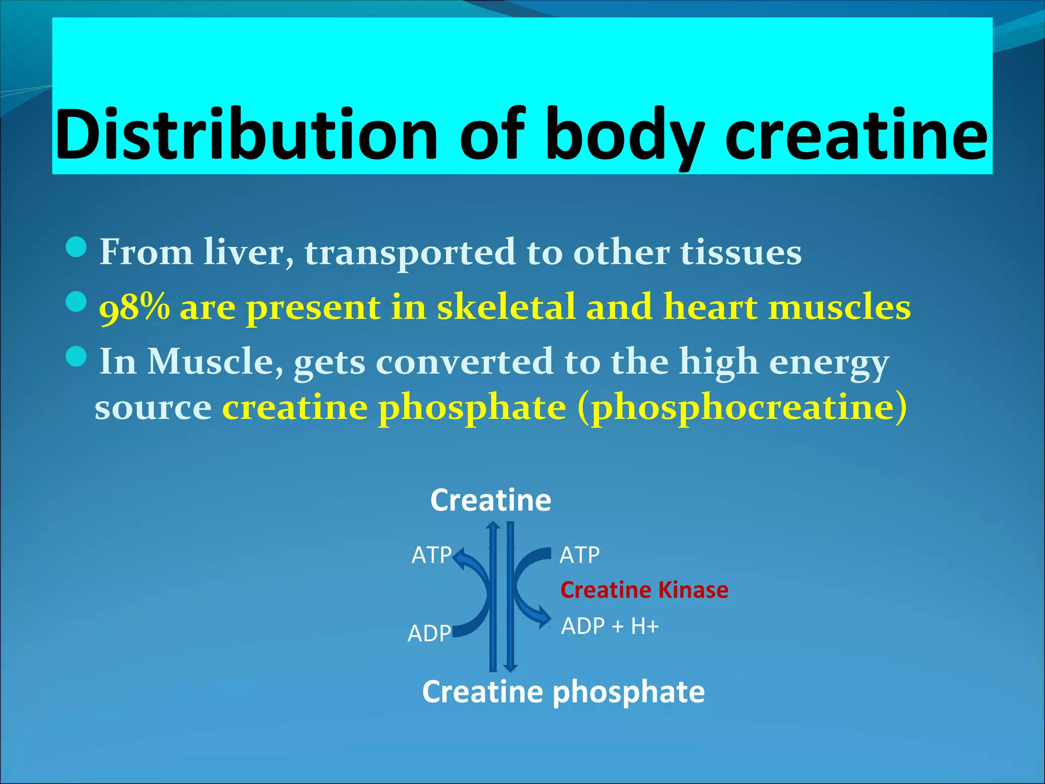 Creatine metabolism | PPT