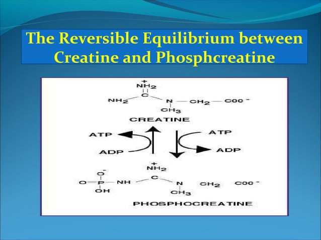 Creatine metabolism | PPT | Heart and Cardiovascular Diseases ...
