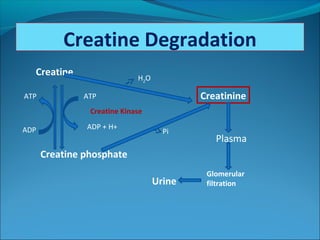 Creatine metabolism | PPT