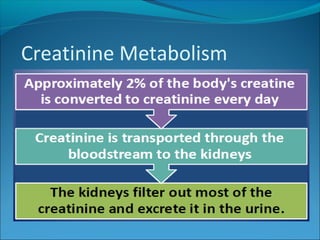 Creatine metabolism | PPT