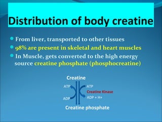 Creatine metabolism | PPT