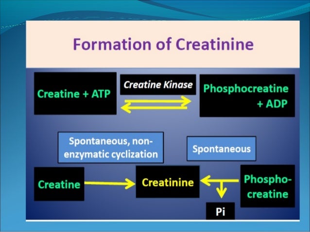 Creatine metabolism