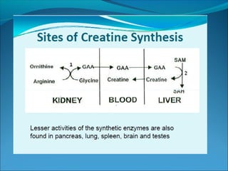 Creatine metabolism | PPT