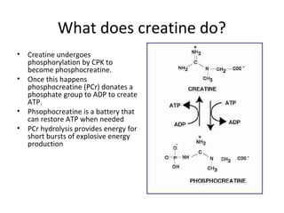 Creatine supplements | PPT