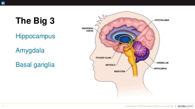 8 Hippocampus Amygdala Basal ganglia