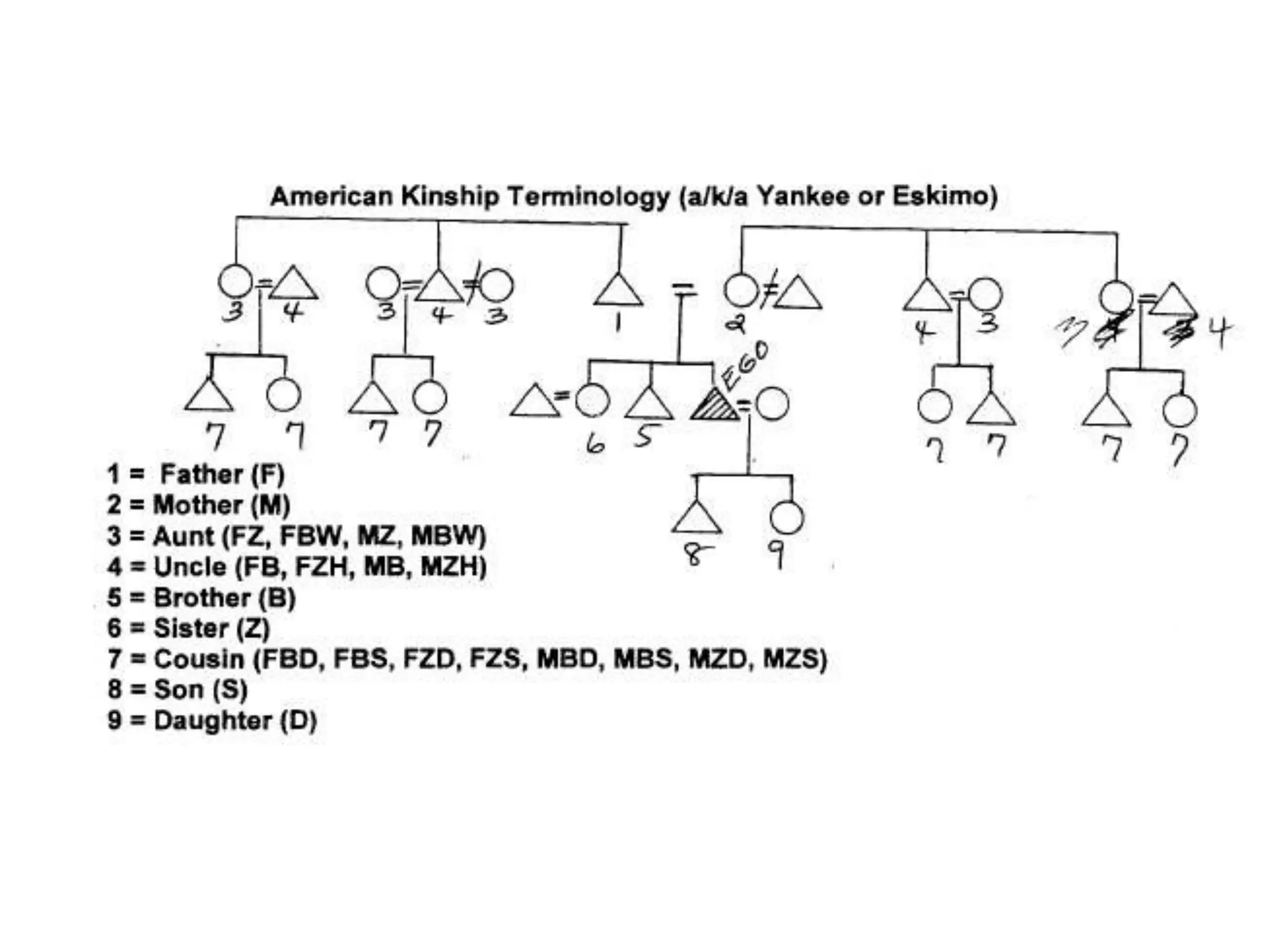 Creating a kinship chart | PPTX
